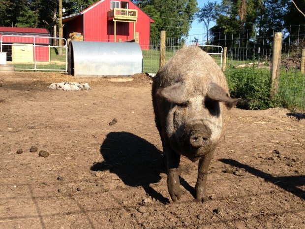 Michigan farmers raise 'Kobe beef' of pork