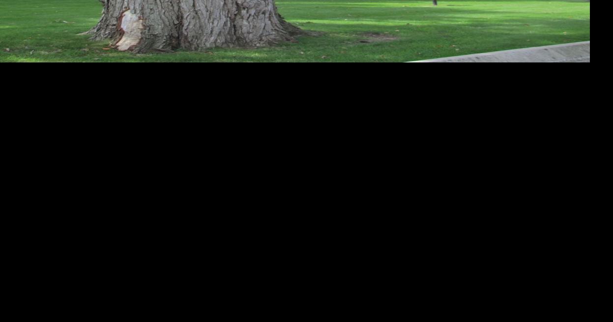 Century-old silver maple to be removed from courthouse grounds