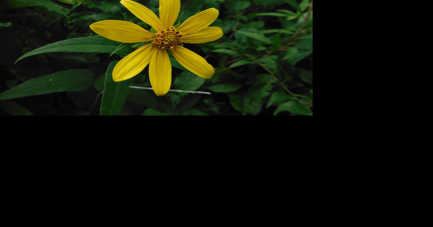 5 plants you can find this weekend at the Indiana Dunes