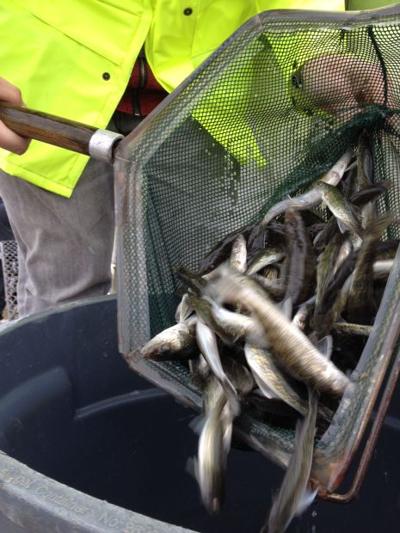 Wolf Lake stocking brings a fresh batch of walleye