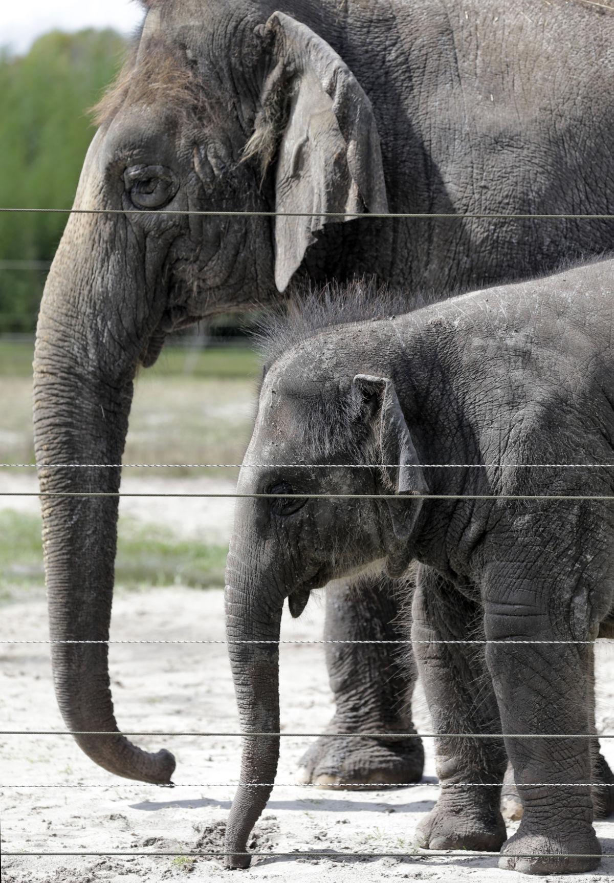 Last dance: Final performance for Ringling Bros. elephants ...