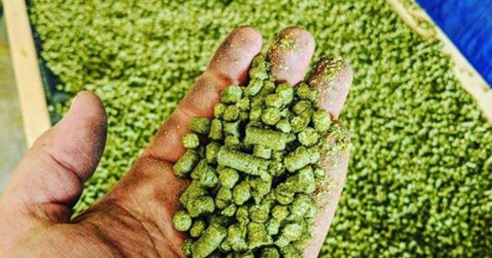 Crown Brewing hopping on locally grown movement by putting local hops ...
