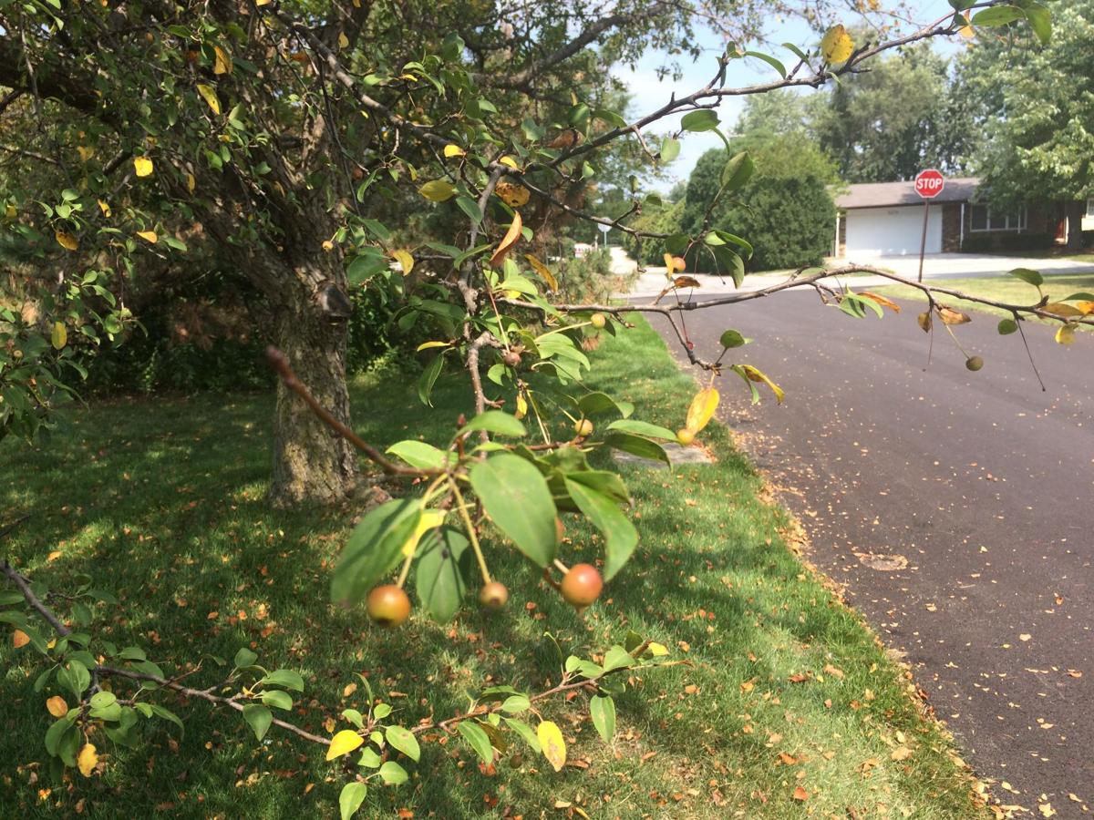 Apples are forbidden fruit along Lake County streets