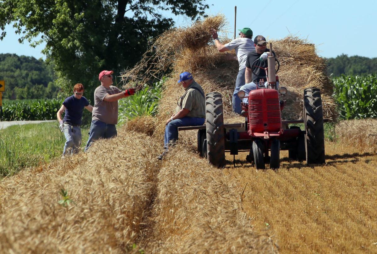 Gallery: SLCAHS gathering wheat the old-fashioned way