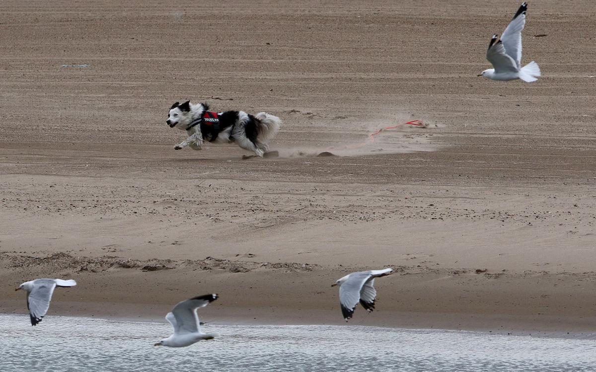 Wild goose chase underway at East Chicago beach | Lake County News ...