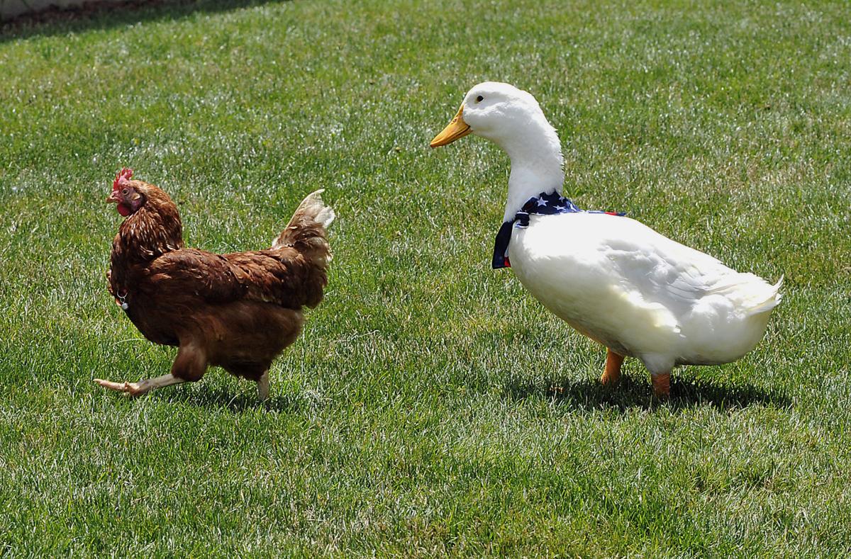 Young duck receives a second chance after unusual surgery