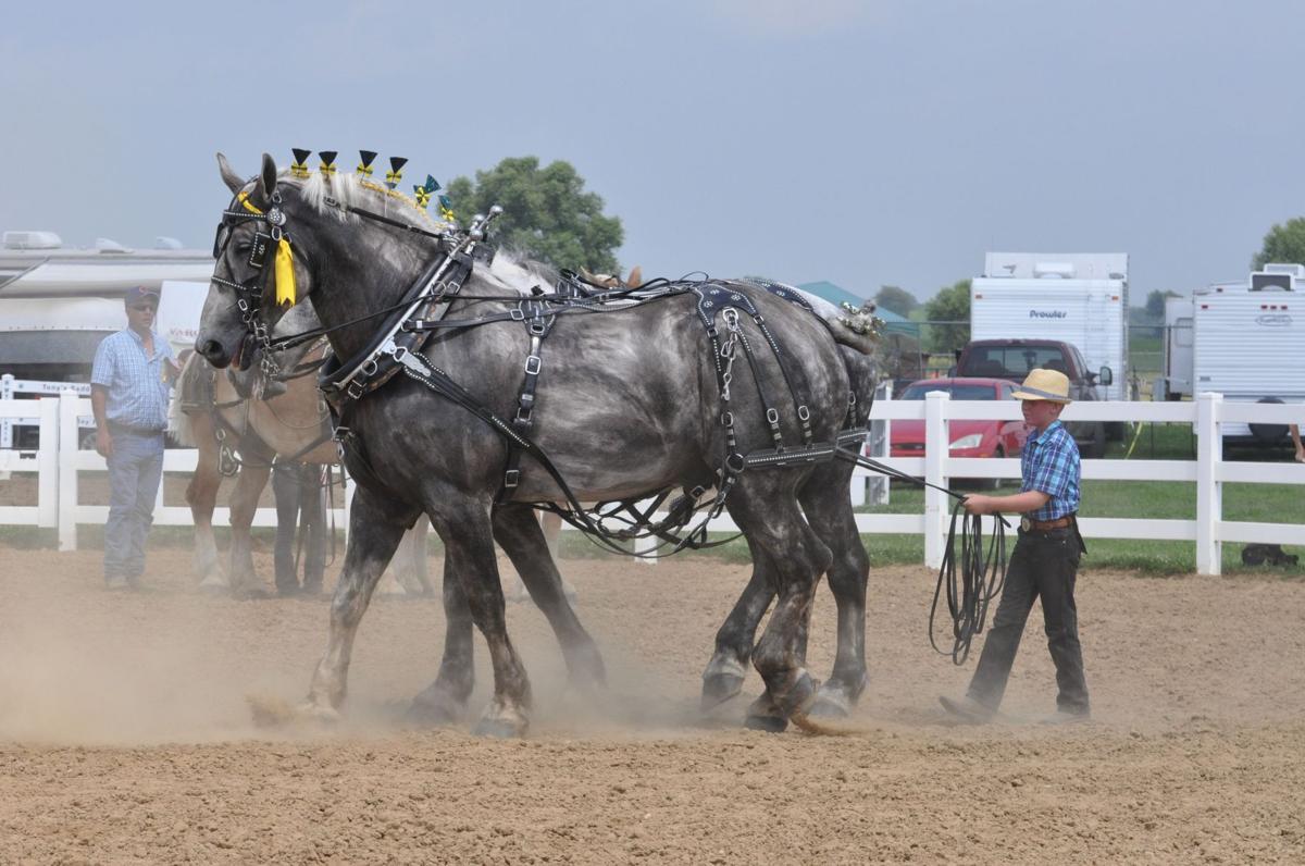 Clydesdales, Percherons and other equine heavyweights step up ...