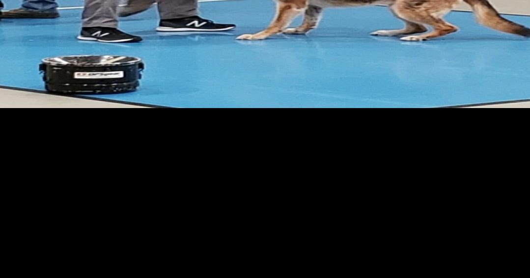 Crown Point police dog Radar honored by police procession