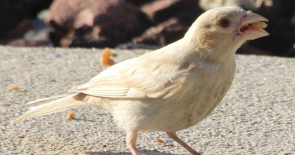 Rare albino house sparrow makes appearance in enthusiast's Orland Park ...