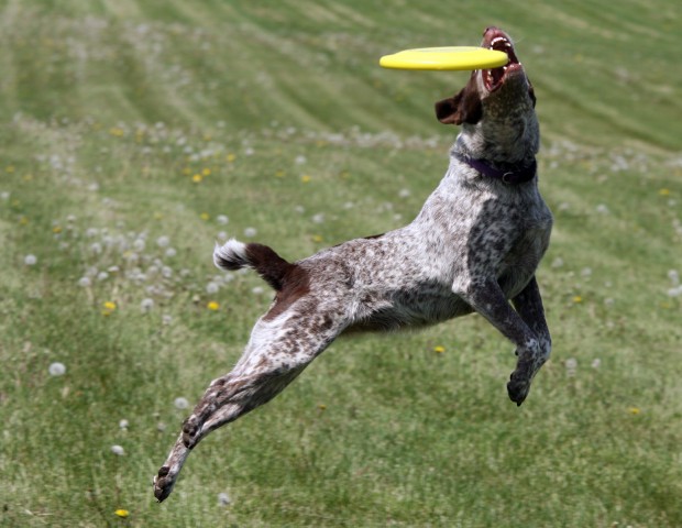 Kite Festival for the dogs