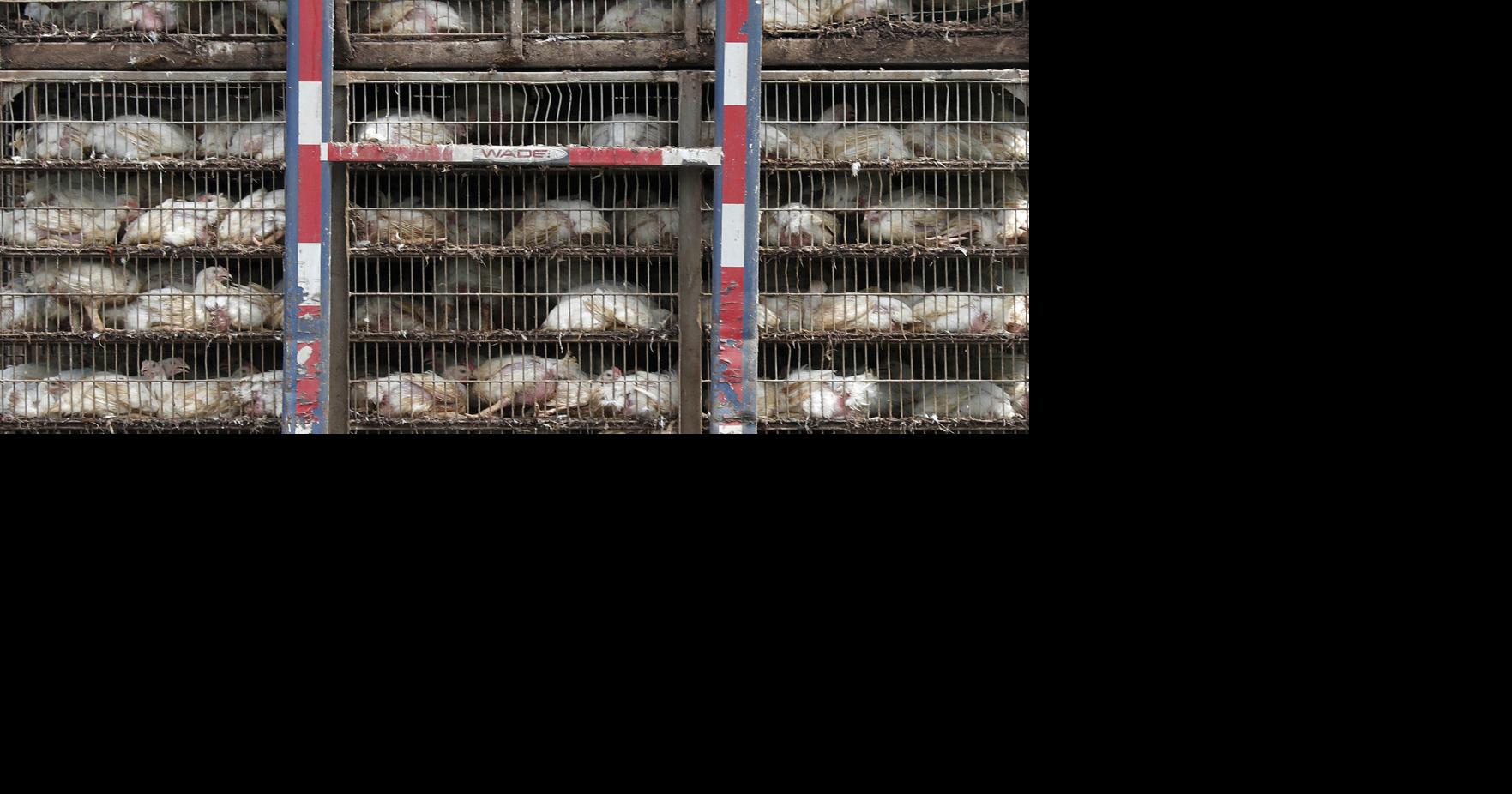 UK worries Brexit could bring 'chlorinated chicken' from US