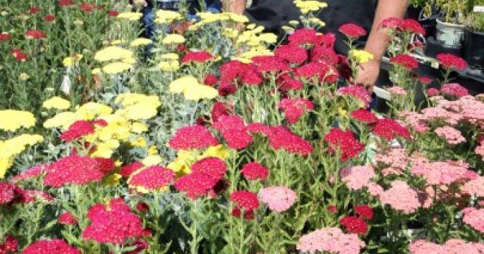 SMALL-BUSINESS SPOTLIGHT: Crete Garden Center and Nursery