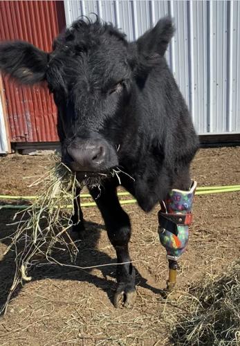 Erin's Farm long-time refuge for abused, neglected animals