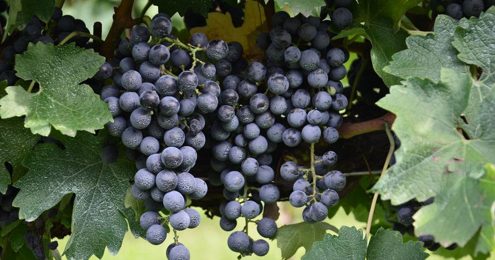 Fall in Yakima Valley Wine Country, Washington | Food & Drink ...