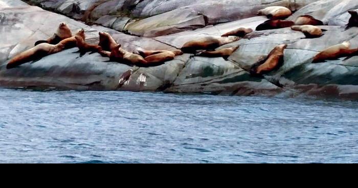 Wildlife Watching in Desolation Sound, Lund | British Columbia ...