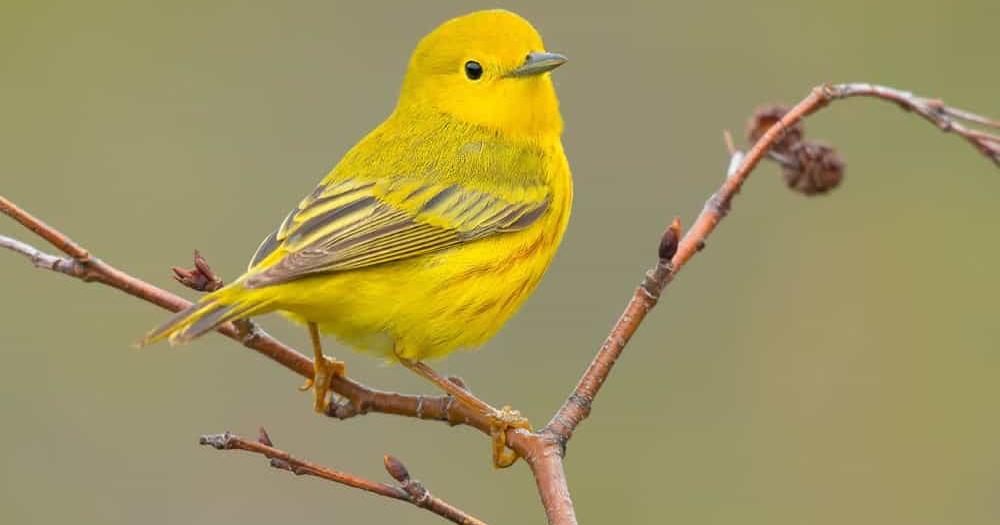 Follow the Idaho Birding Trail | Idaho Birding Tools & Tips | Features ...