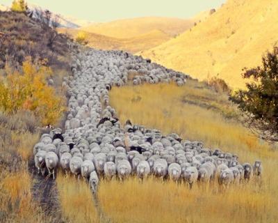 The World-Renowned Trailing of the Sheep Festival | Idaho | nwtravelmag.com