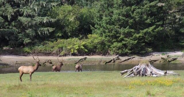 Stomping Around Necanicum Estuary Natural History Park | Archives ...