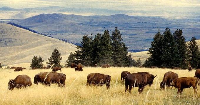 Eating Montana Bison Meat | Food & Drink | nwtravelmag.com