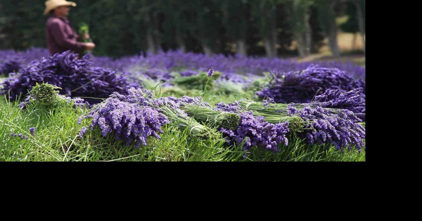 The 19th Annual Sequim Lavender Festival | Oregon | nwtravelmag.com