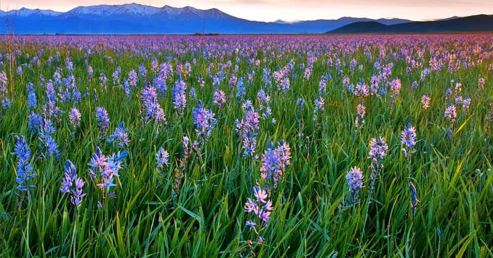 Camas Prairie Centennial Marsh: Visit the Fairfield, ID park | Archives ...