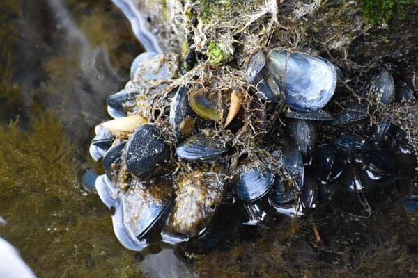 Penn Cove Mussels Nourished by Nature | Food & Drink | nwtravelmag.com