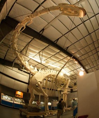Montana Dinosaur Center, Bynum, Montana | Archives | nwtravelmag.com