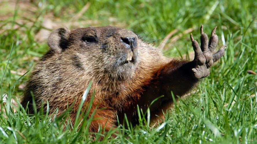 Happy Groundhog Day! Famous Furry Critter Phil Predicts a 'Second ...