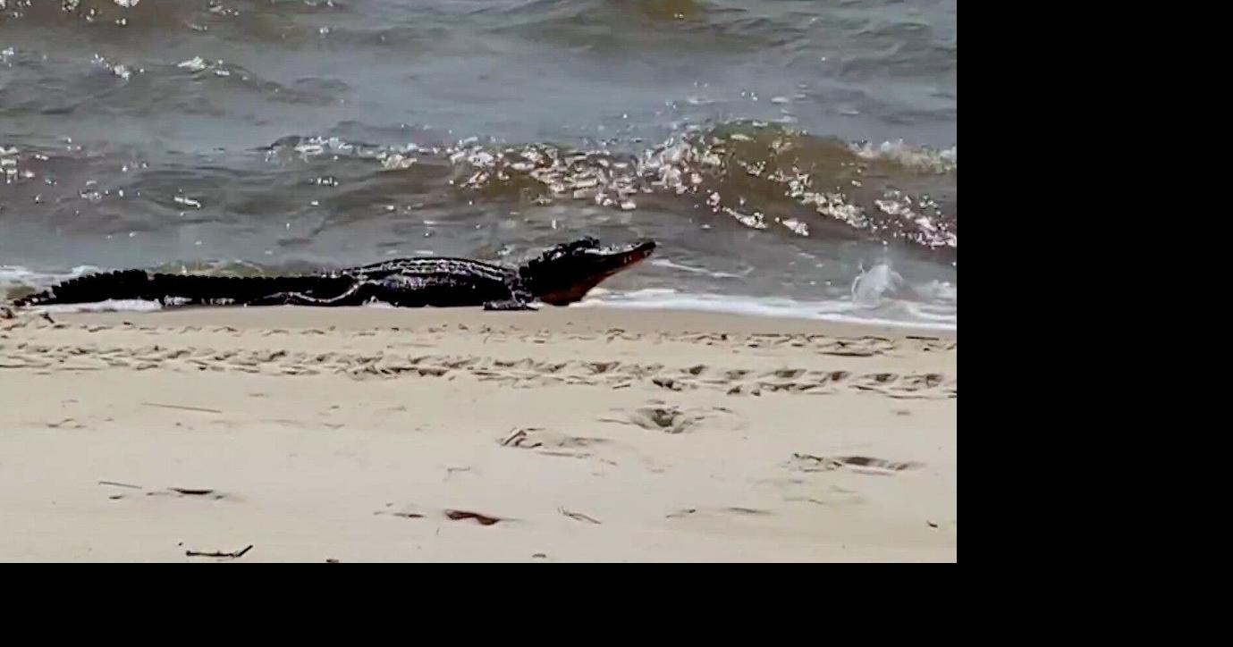 Close Encounters: Summer Campers Spot Alligator on Front Beach with a ...