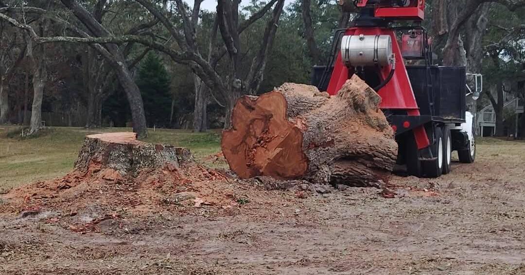 TIMBER? Locals Get Angry Over Bulldozed Trees as Historic Oaks are Torn ...
