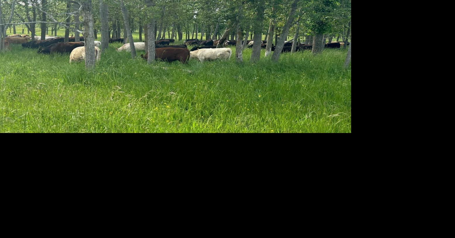 Community Pasture wants to partner to create grasslands