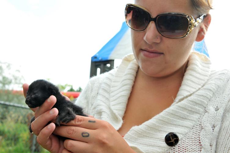 VIDEO: Meet Maxwell 'many legs,' Orangeville's five-legged cat