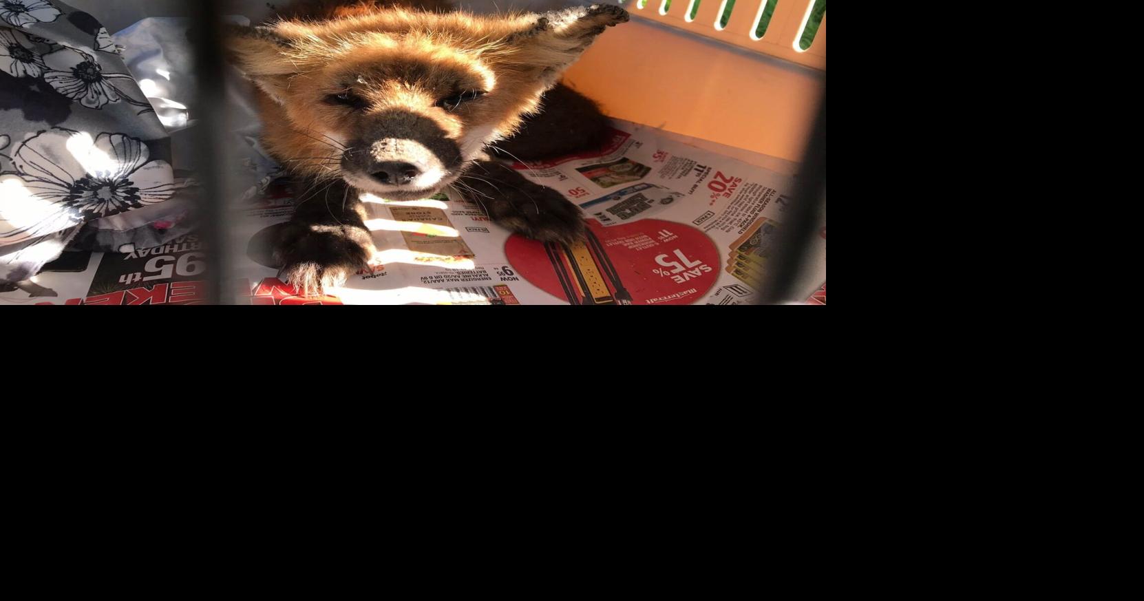 GOTCHA: Wildlife groups team up to catch Erin fox with mange