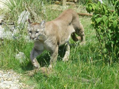 dave cougar
