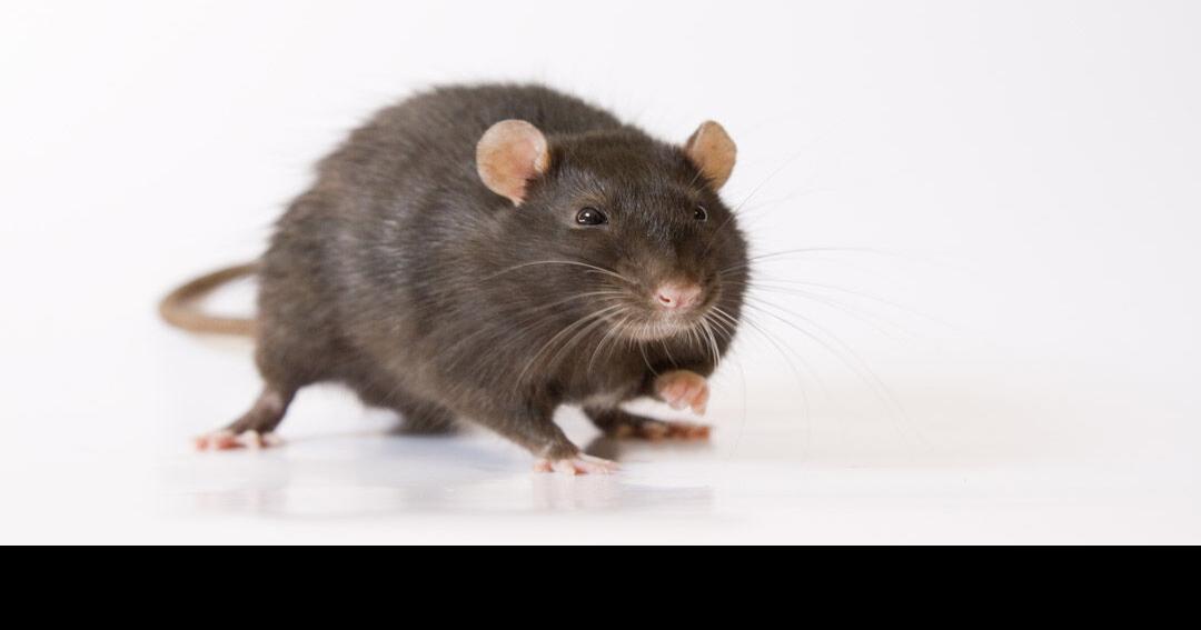 Ah rats – Shelburne’s tale of the vermin and the apple trees