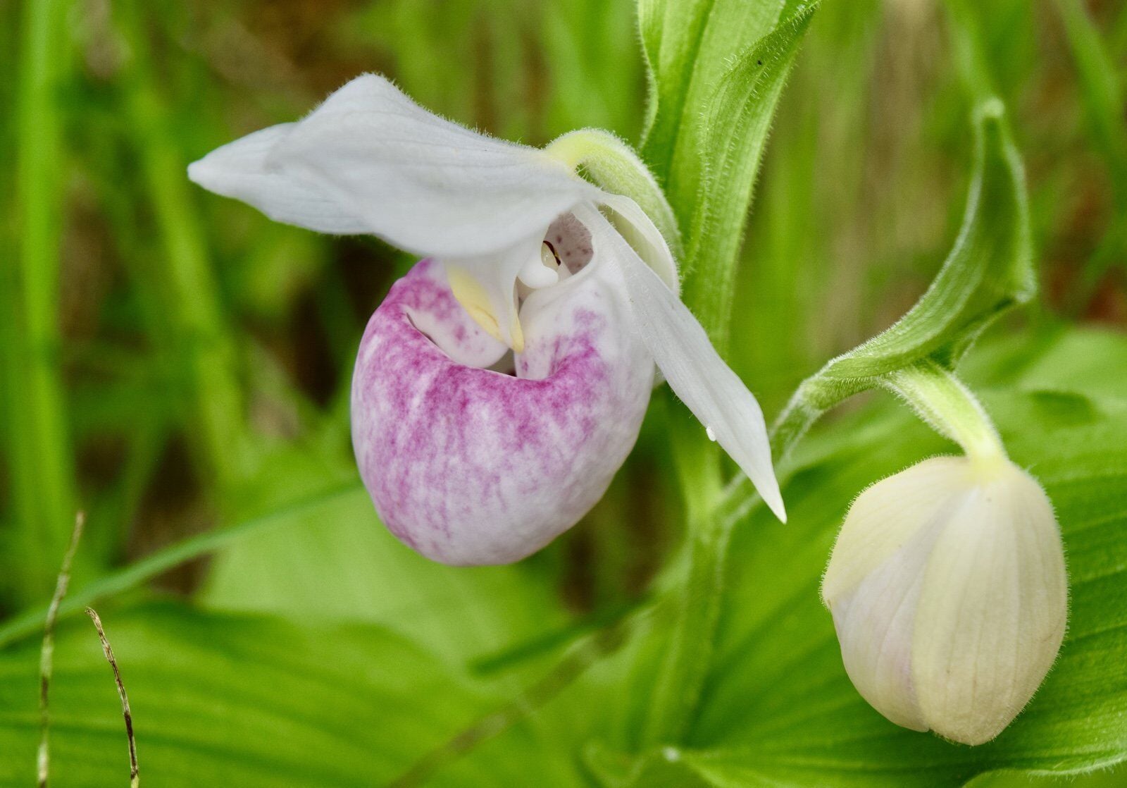 Purdon Conservation Area Wild Orchids: 2026 Peak Bloom Dates