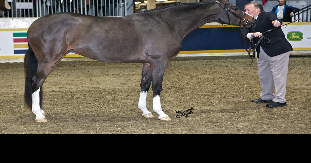 Orangeville-area horse with Secretariat bloodline stars at the Royal ...
