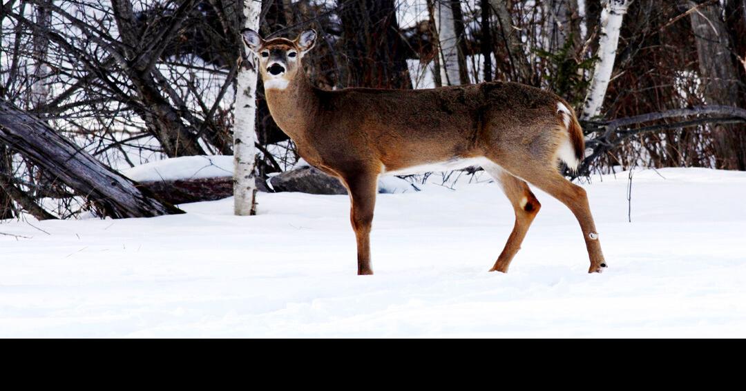 Luther Marsh a 'honey hole' for poaching