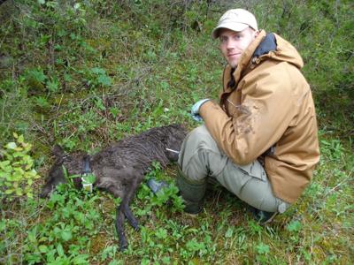 melanistic eastern coyote