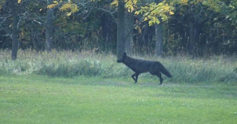 Photos of ‘black coyote’ emerge years after Orangeville Brampton ...