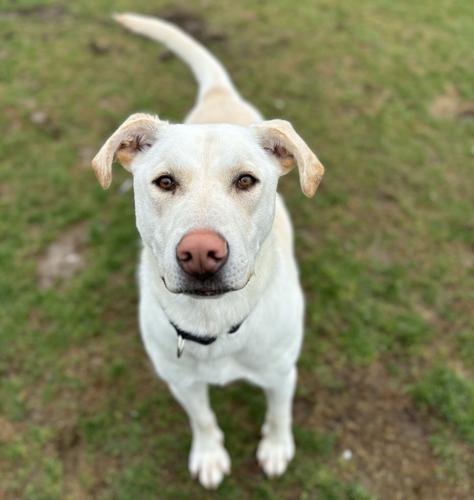 Ontario SPCA hosting adoption event with reduced fees