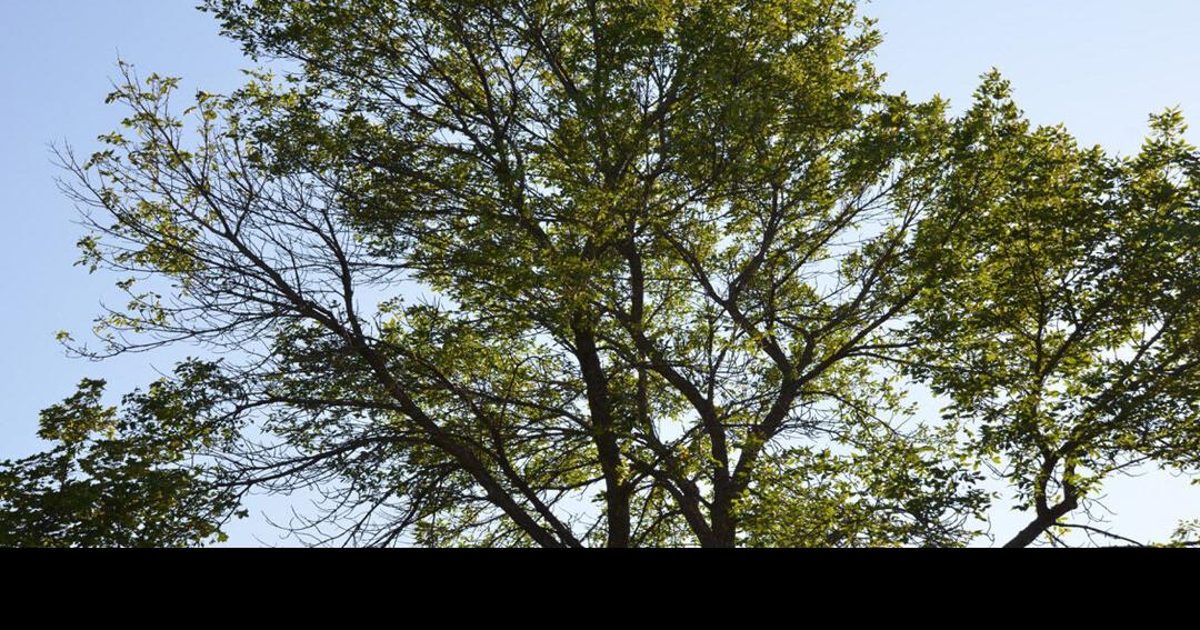 Is your boulevard tree coming down in Orangeville?