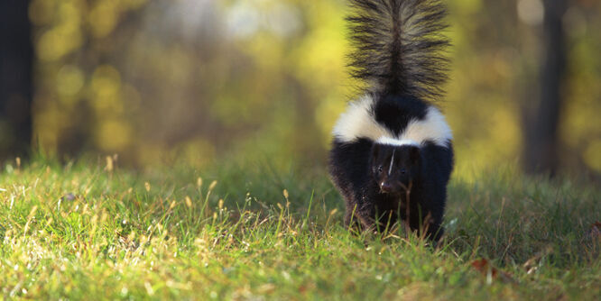 Here are 24 facts about rabies with skunk being latest to test positive ...
