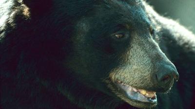 OPP issues warnings and tips in wake of black bear sightings in Caledon ...