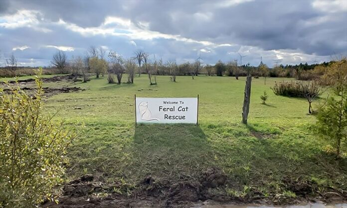 ‘It’s been a bit of a journey’: Feral Cat Rescue building its future in ...