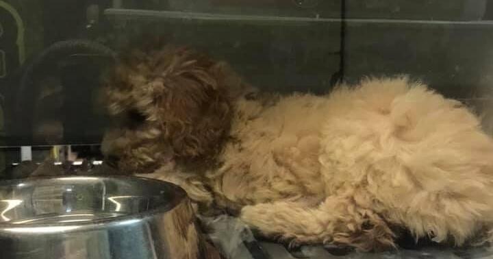 UPDATE: OSPCA doesn’t have ‘legal authority’ to remove animals from ...
