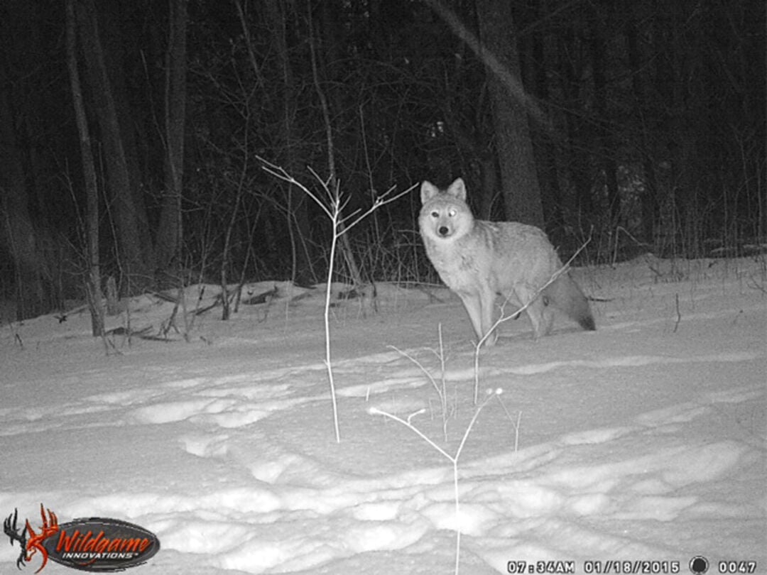 If you’ve seen a coyote, it’s probably a coywolf