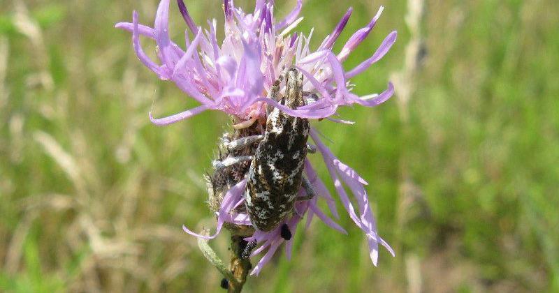Spotted knapweed control training offered at Crex Meadows | News ...