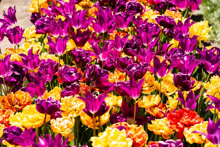 Scenes from Pella’s 88th annual Tulip Time | Featured | oskaloosa.com