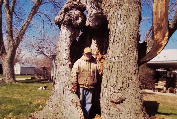 Maple tree memories | Local News | oskaloosa.com